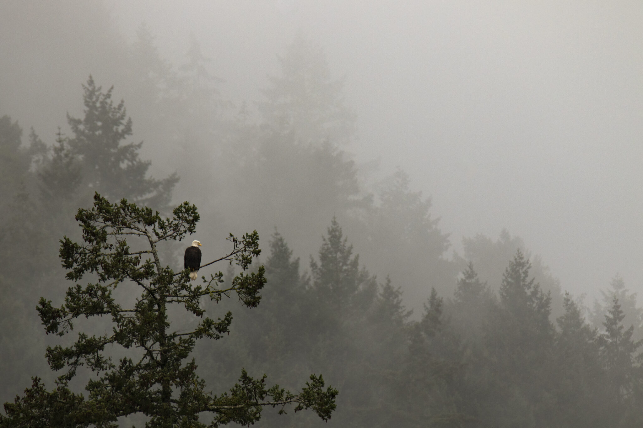 2025 Call for Proposals - Sitka Activator Fund - Sitka Foundation